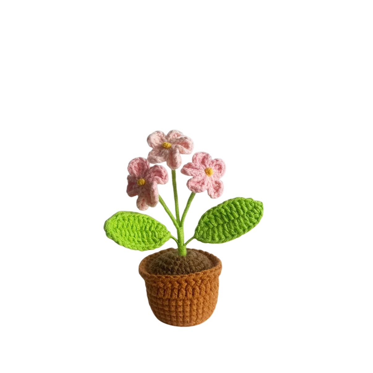 Mini Pink Scorpion Grasses Pot Plant – The Flower Stall