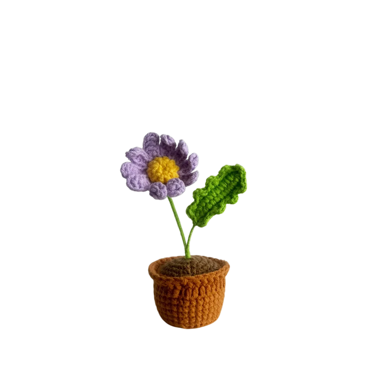 Mini Purple Cosmos Pot Plant – The Flower Stall