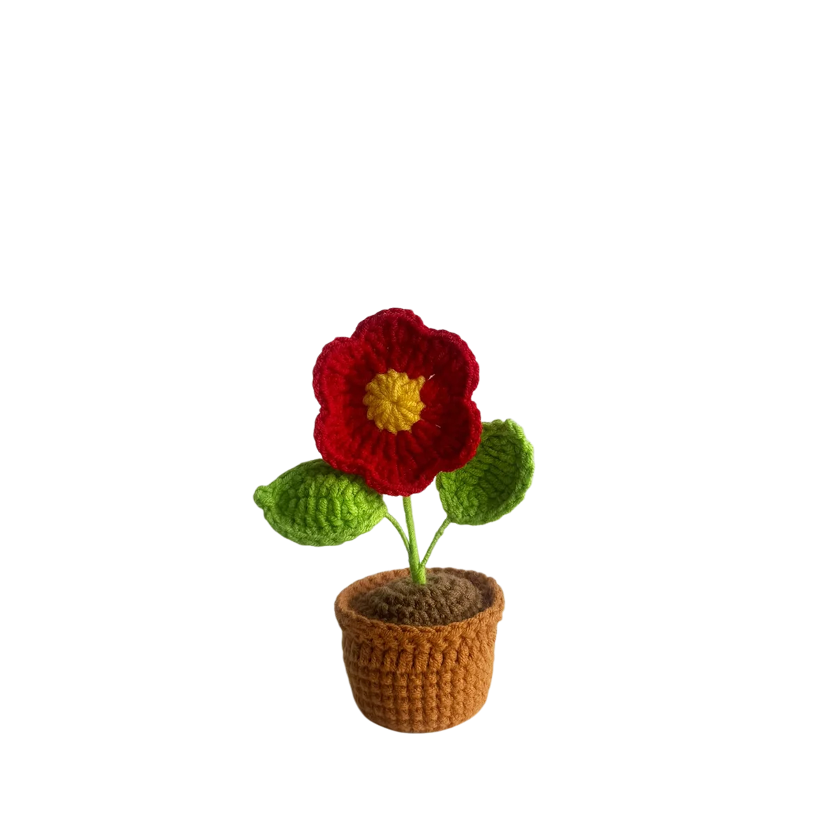Mini Red Daisy Pot Plant – The Flower Stall